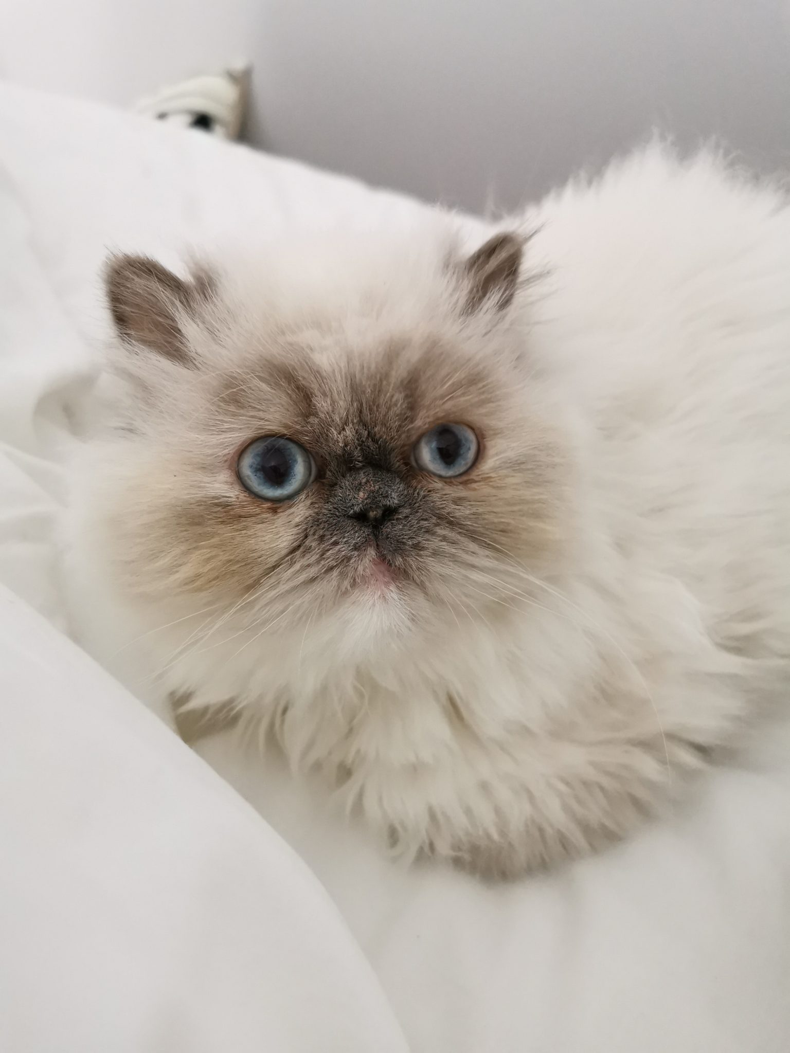 Perzijska Mačka: Elegancija I Šarm - Kućni Ljubimci